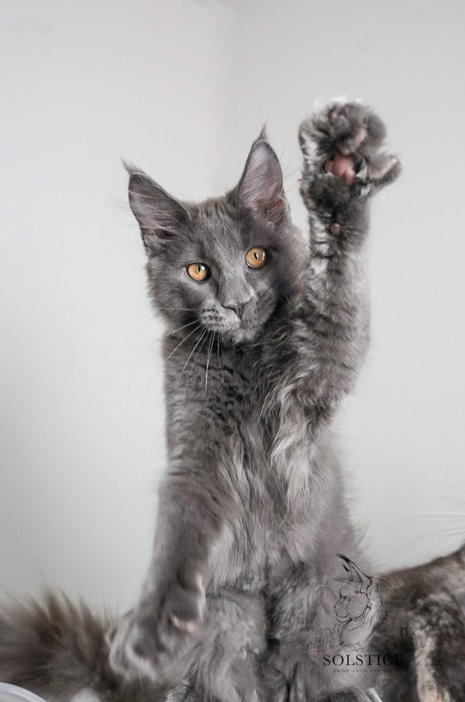 Maine Coon FAQ | Health, Pricing & Adoption Process - Solstice Maine Coons